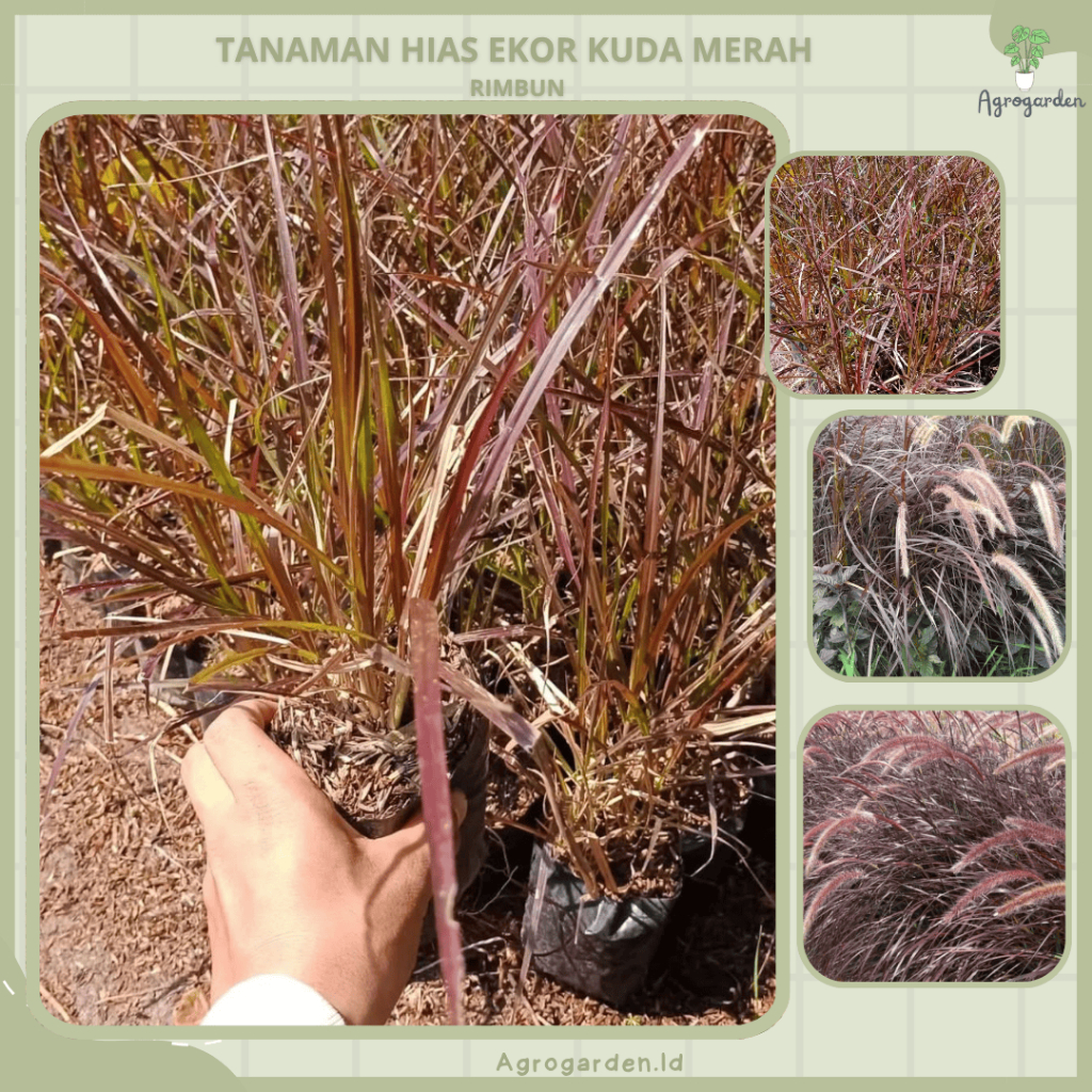 Jual Tanaman Alang Alang Ekor Kuda Merah | Ilalang Merah KONDISI RIMBUN ...