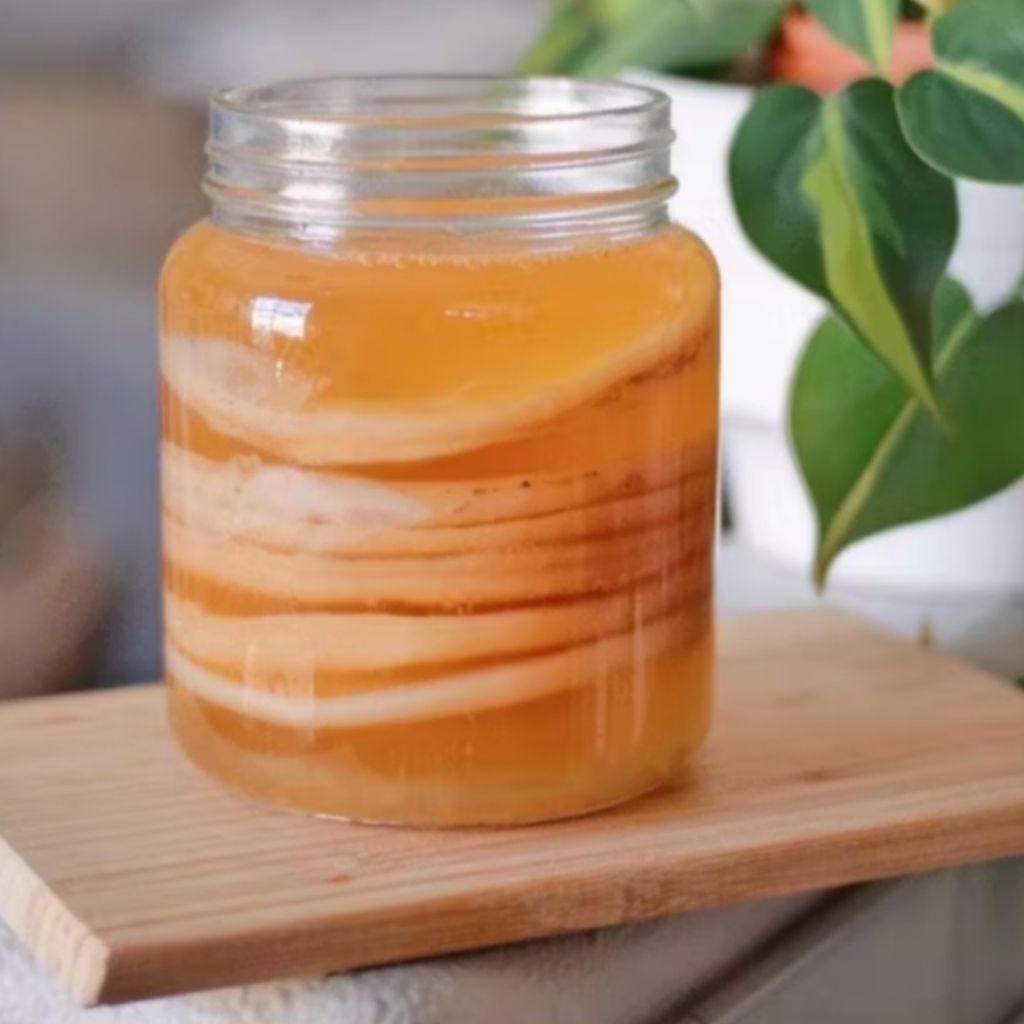 Jual SCOBY Kombucha ASLI HIDUP SCOBY 7-8cm + starter 100ml fermentasi ...
