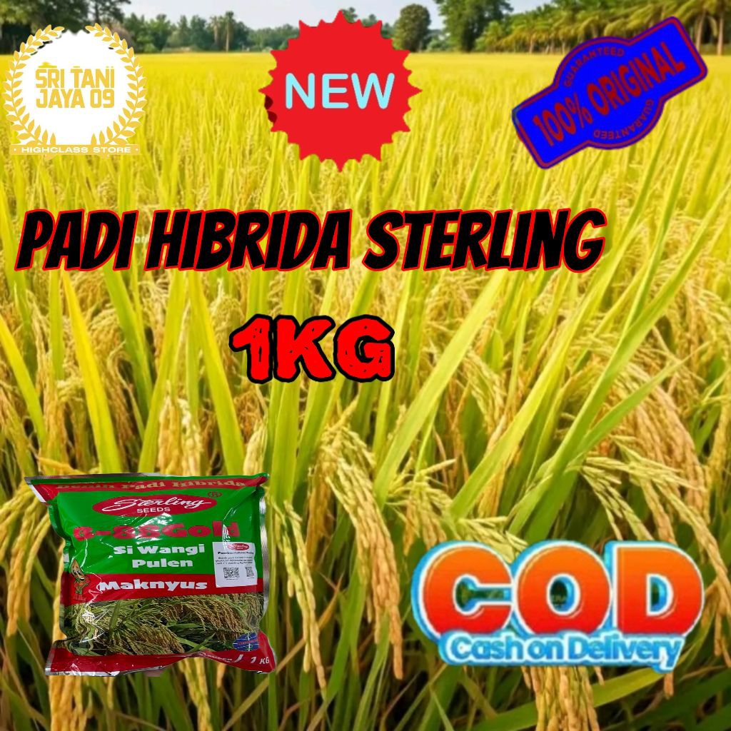 Jual Benih padi HIBRIDA STERLING Berkualitas unggul kemasan 1KG ...