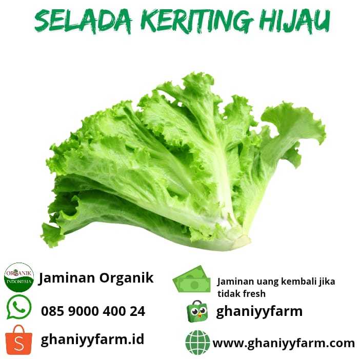 Jual Sayur Organik Selada Keriting Organik 250 Gram | Shopee Indonesia