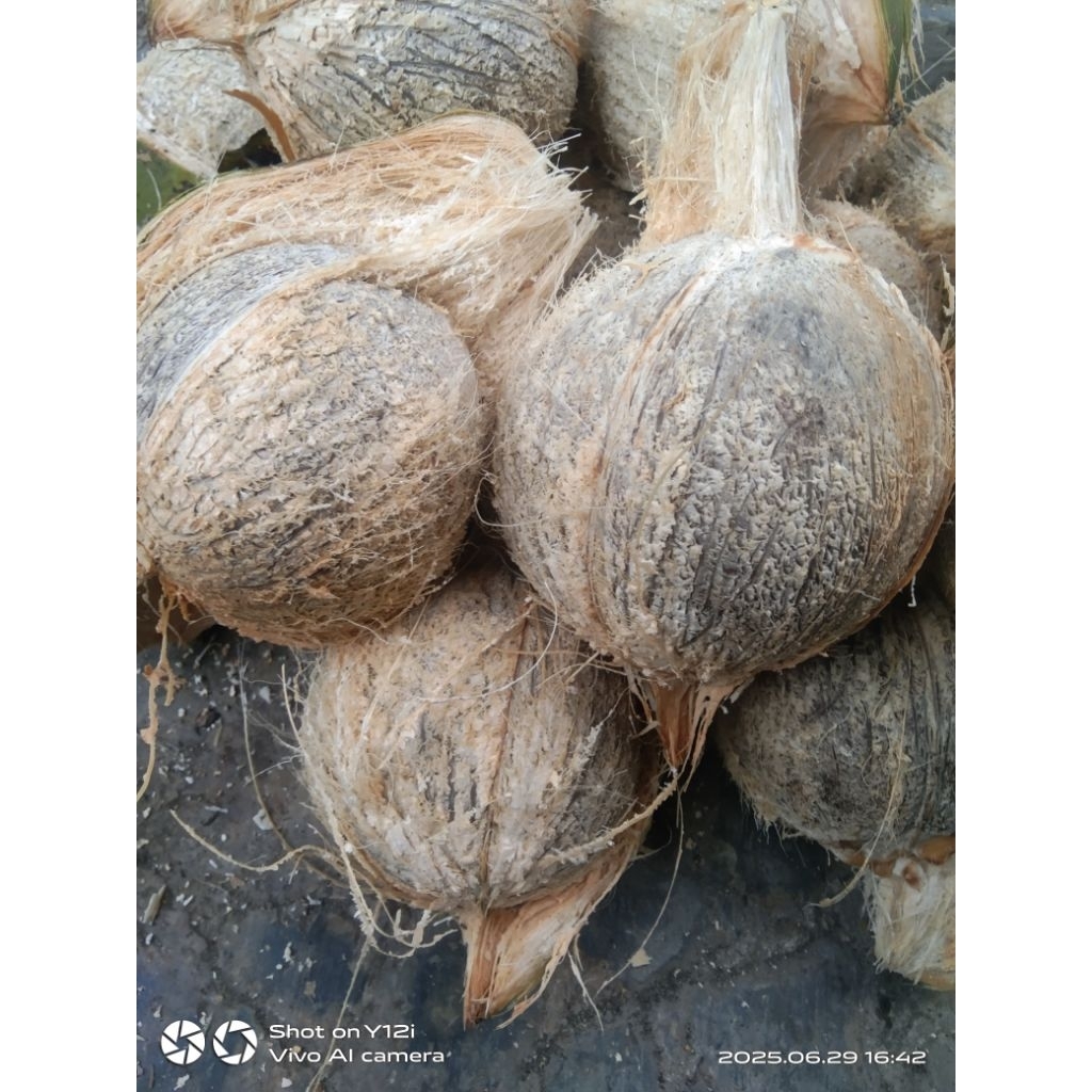 Jual kelapa sayur /kelap santan kelap@ tua (900-1100germ) | Shopee ...