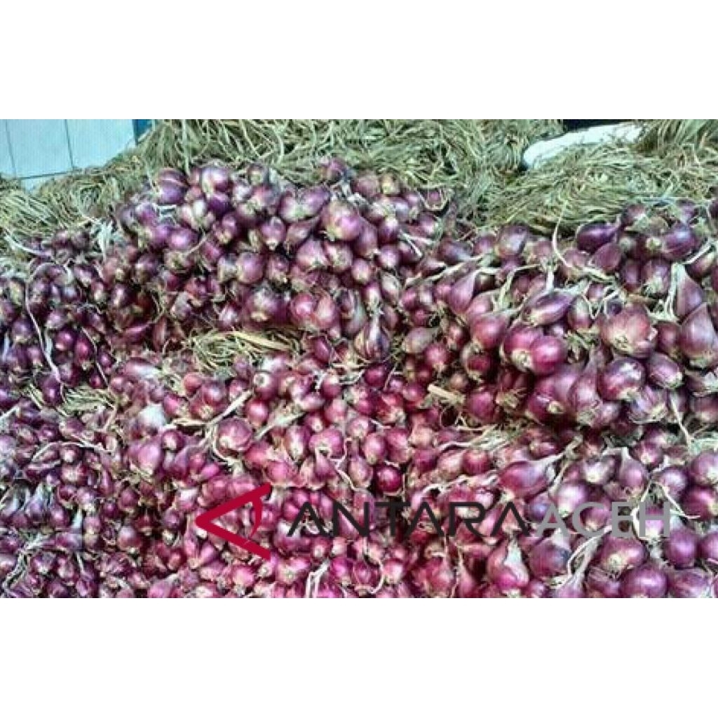 Jual Bibit bawang merah super Asli Garut | Shopee Indonesia