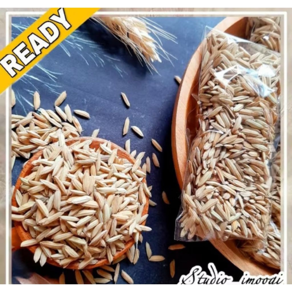 Jual BIJI PADI BISA DIPAKAI UNTUK KEPERLUAN MEDIA TANAM POT ATAU UNTUK ...