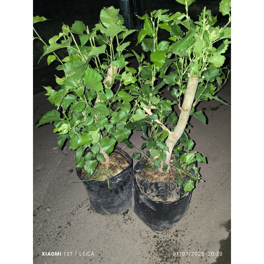 Jual bonggol murbey batang jumbo | Shopee Indonesia