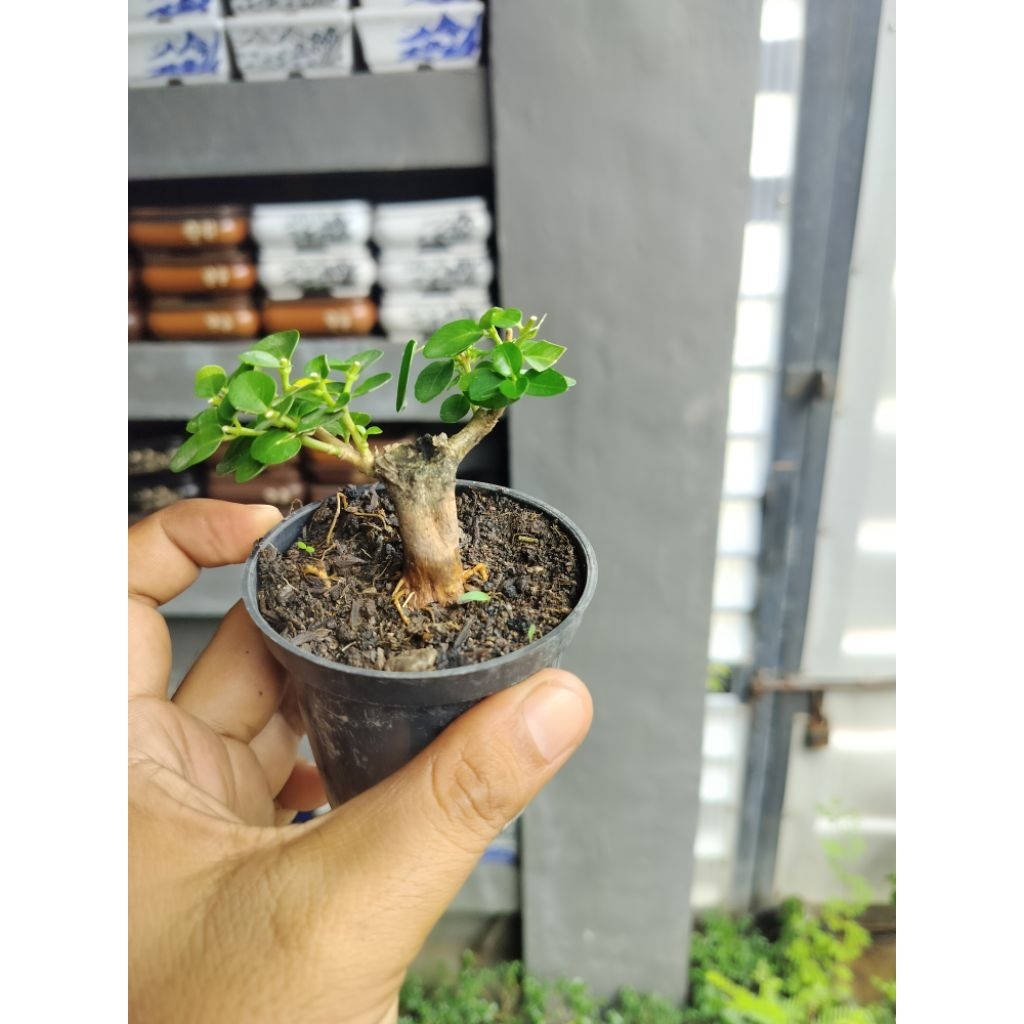 Jual sancang | Shopee Indonesia