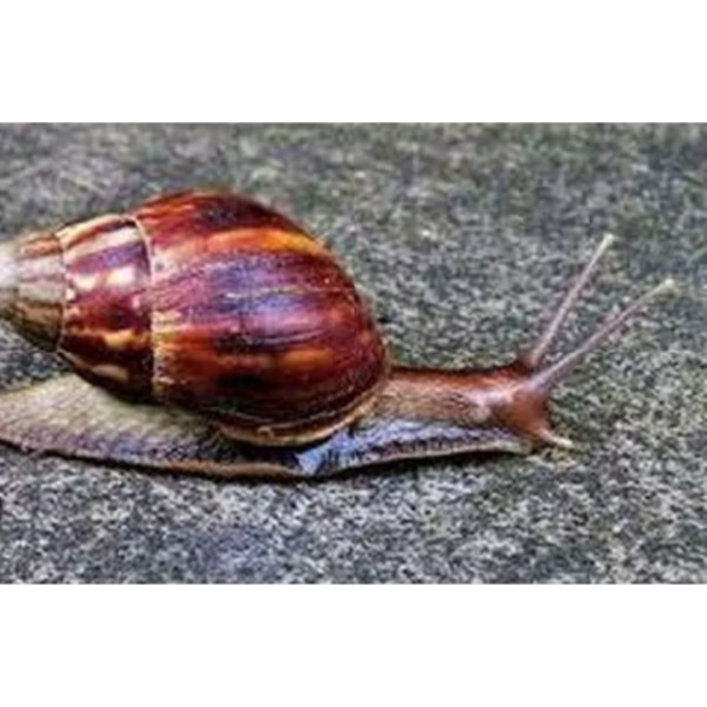 Jual Bekicot/tenggek 5 pcs | Shopee Indonesia