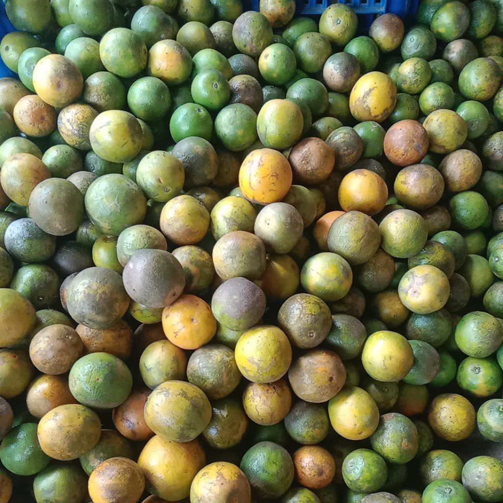 Jual Jeruk Baby Java Kecil 1Kg Kulit Hijau/Kekuningan/Bercorak | Shopee ...