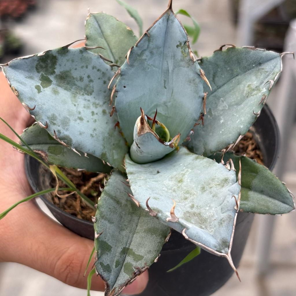 Jual Agave Titanota White Ice | Shopee Indonesia