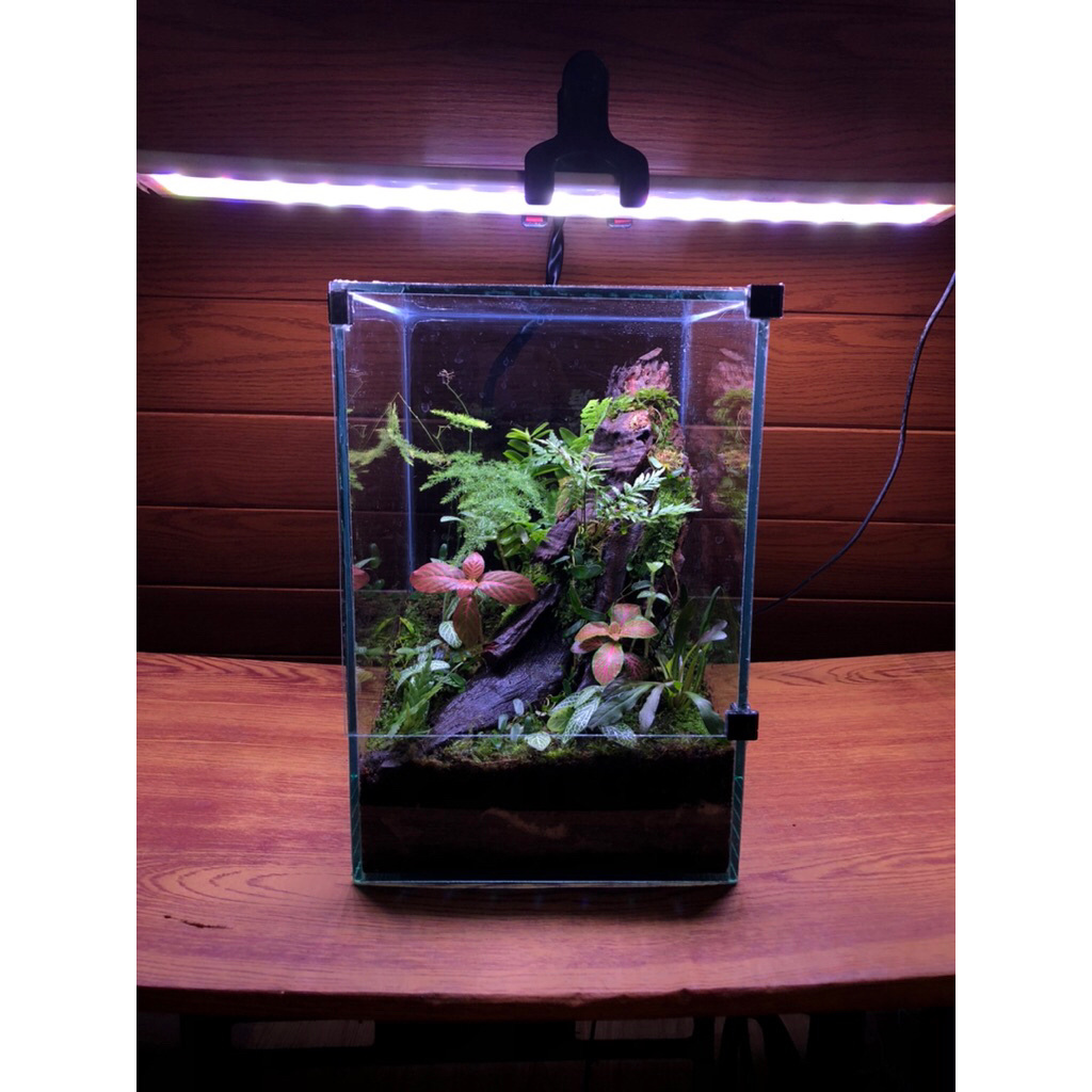 Jual Terrarium Reptil Katak Hias atau Gecko | Shopee Indonesia