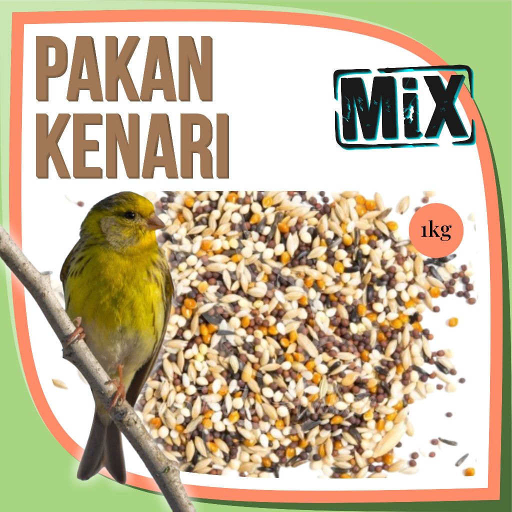 Jual Pakan Kenari 1 Kg Campur Kiloan Premium Tinggi Biji Sawi Kenari ...