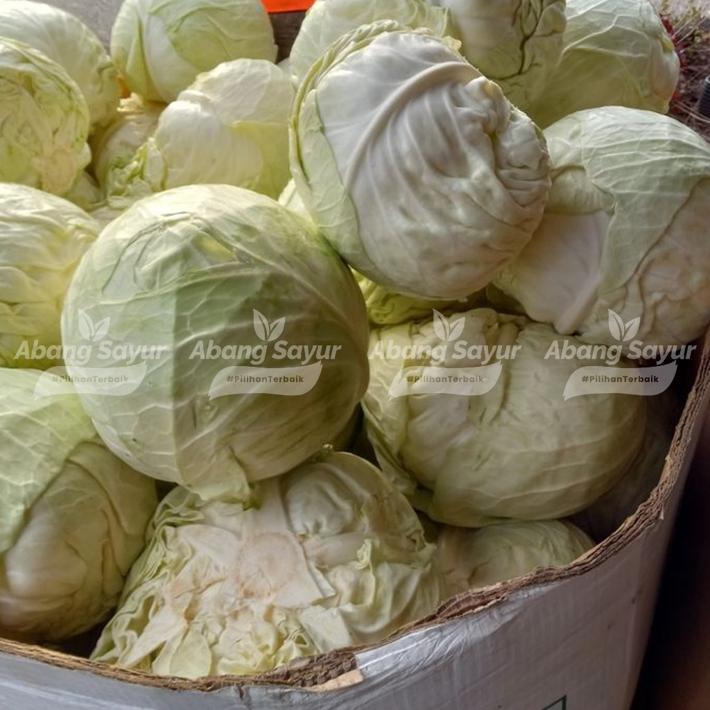 Jual Kol / Kubis Segar 1kg – Sayur Segar Bandung (Fresh Harian ...