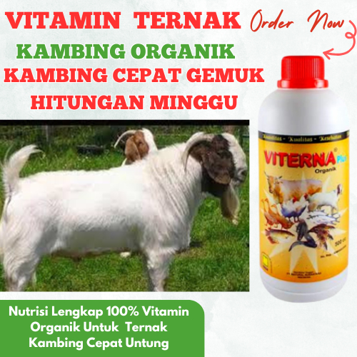 Jual Vitamin Ternak Kambing Cepat Gemuk Vitamin Kambing Lahap Makan ...