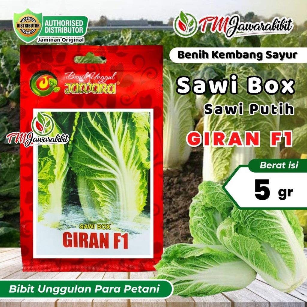 Jual TMJawarabibit - BENIH SAWI PUTIH / SAWI BOX GIRAN F1- Produk ...