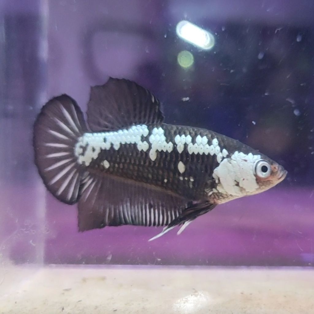 Jual IKAN CUPANG PK BLACK MAMBA (REAL PIC) | Shopee Indonesia