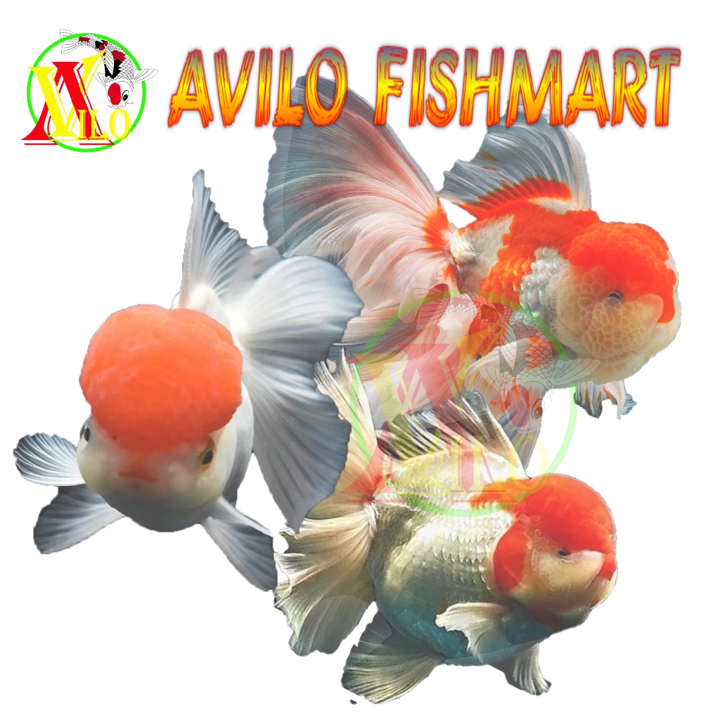 Jual ikan hias mas koki oranda red cup ukuran kecil merah putih jenis ...