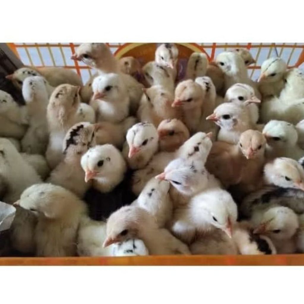 Jual Doc Ayam Elba Petelur Super | Shopee Indonesia