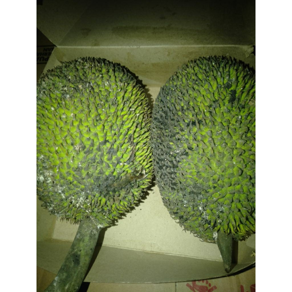 Jual Buah Kluwih Keluweh Kluweh satuan | Shopee Indonesia