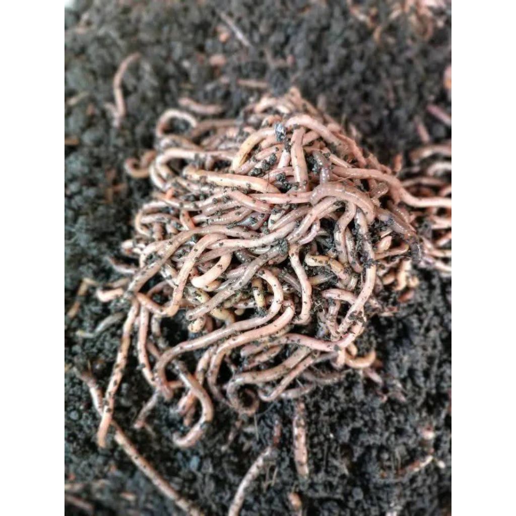 Jual CACING SUSU CACING PUTIH UMPAN MANCING PAKAN IKAN PREDATOR +-120 ...