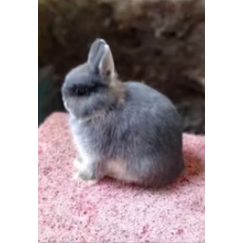Jual Kelinci mini Nd Nedherland dwarf | Shopee Indonesia