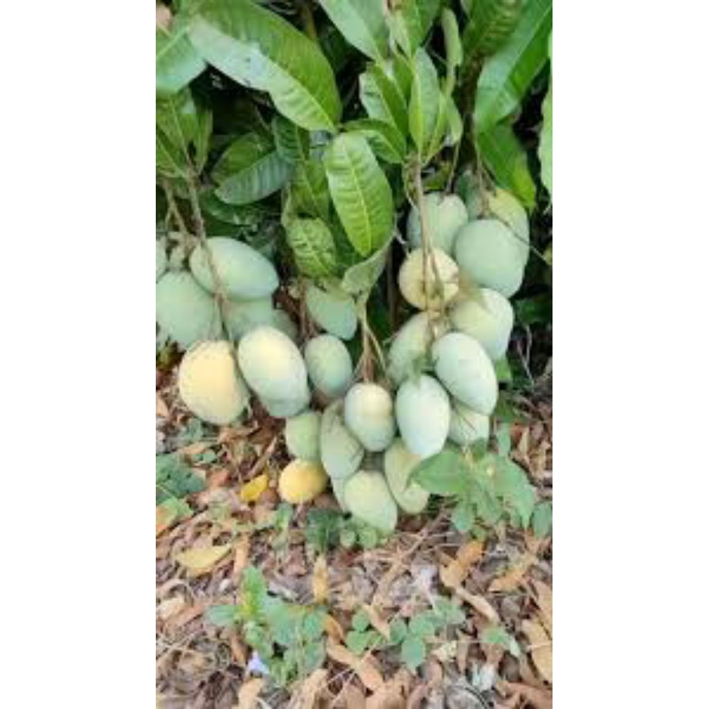 Jual Mangga Indramayu per 1kg PETIK DADAKAN | Shopee Indonesia