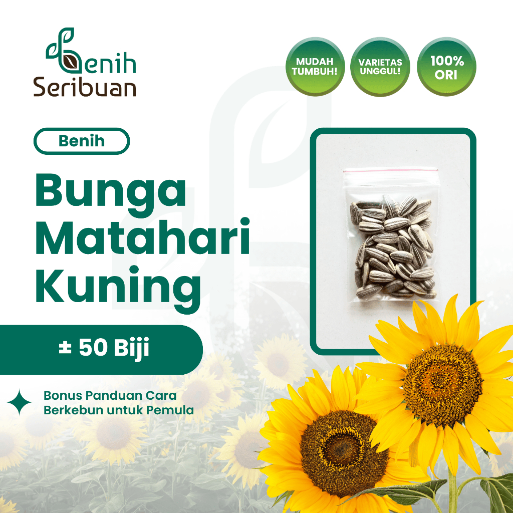 Jual 50 Benih Bunga Matahari Kuning Unggul Bibit Tanaman Bunga Biji ...