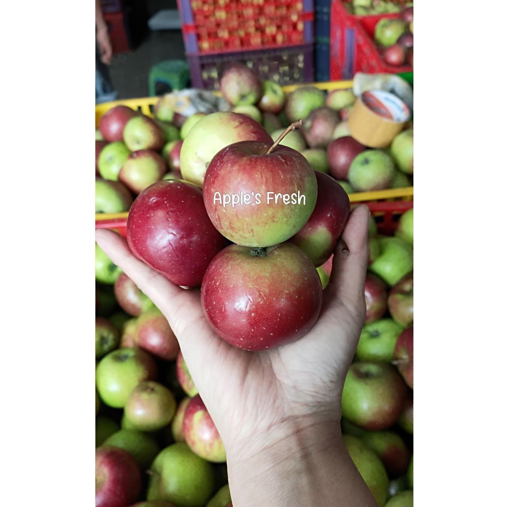 Jual apel malang jenis RB 1kg isi 15-20 buah untuk diet dan hipertensi ...