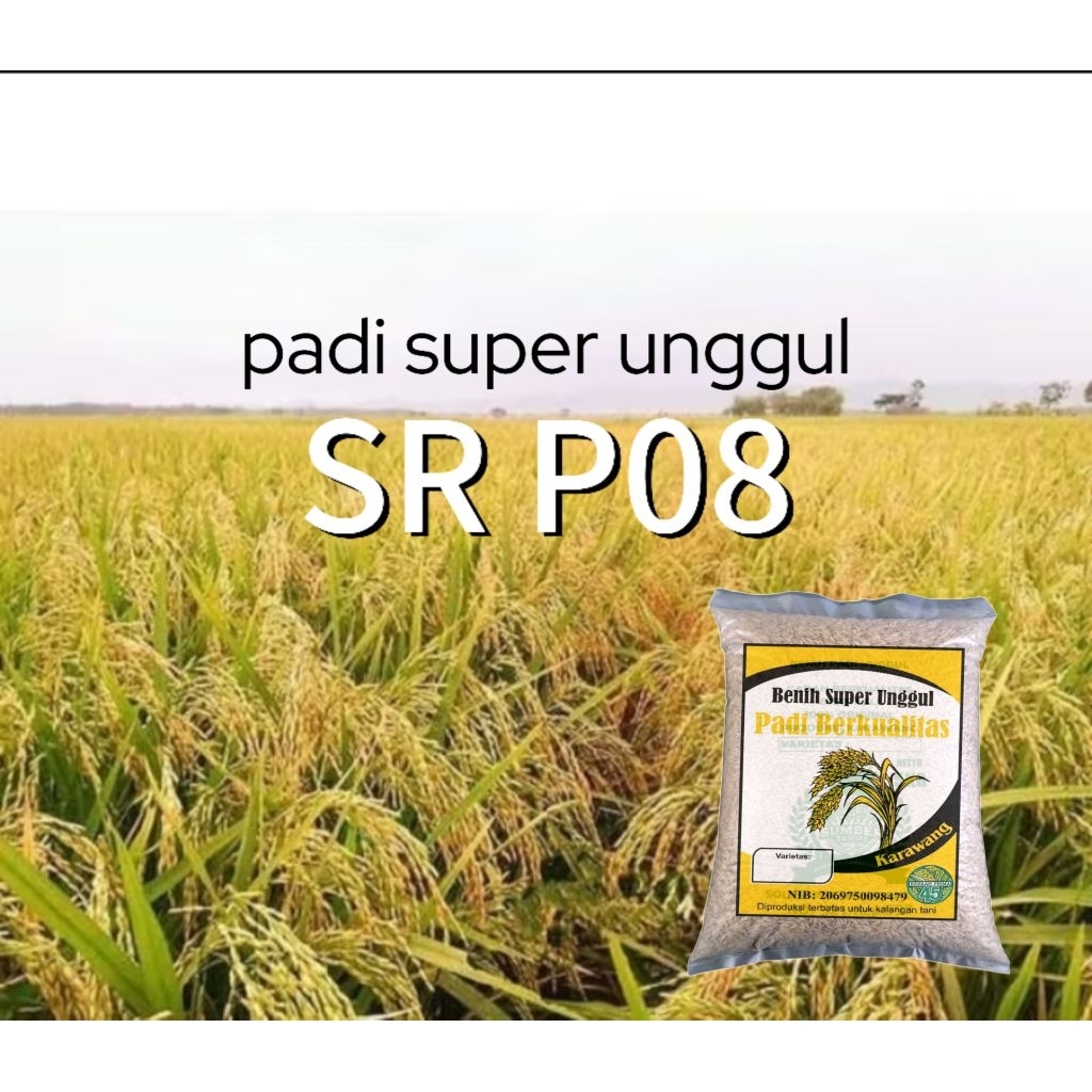 Jual benih padi SR P08 ULTRA GENJAH super unggul.2kg | Shopee Indonesia