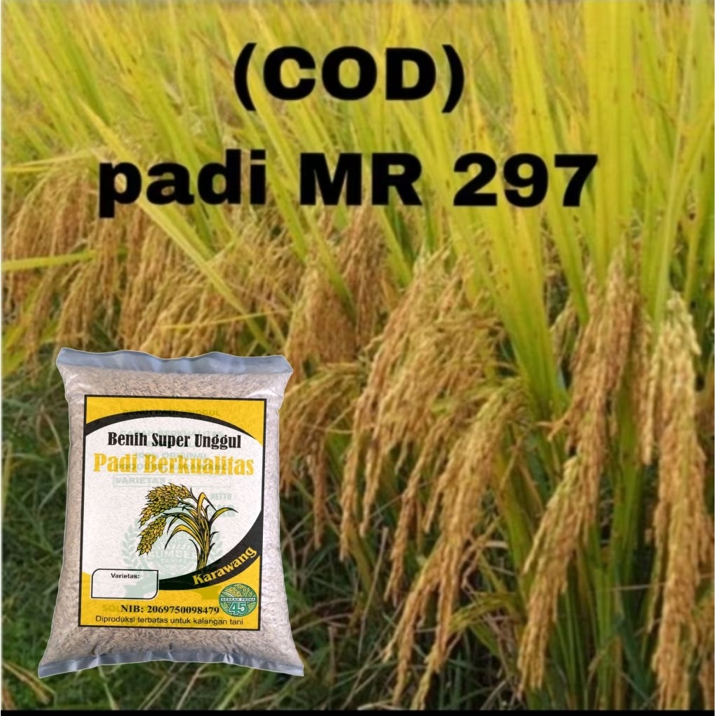 Jual benih padi MR 297 super unggul. 1kg | Shopee Indonesia