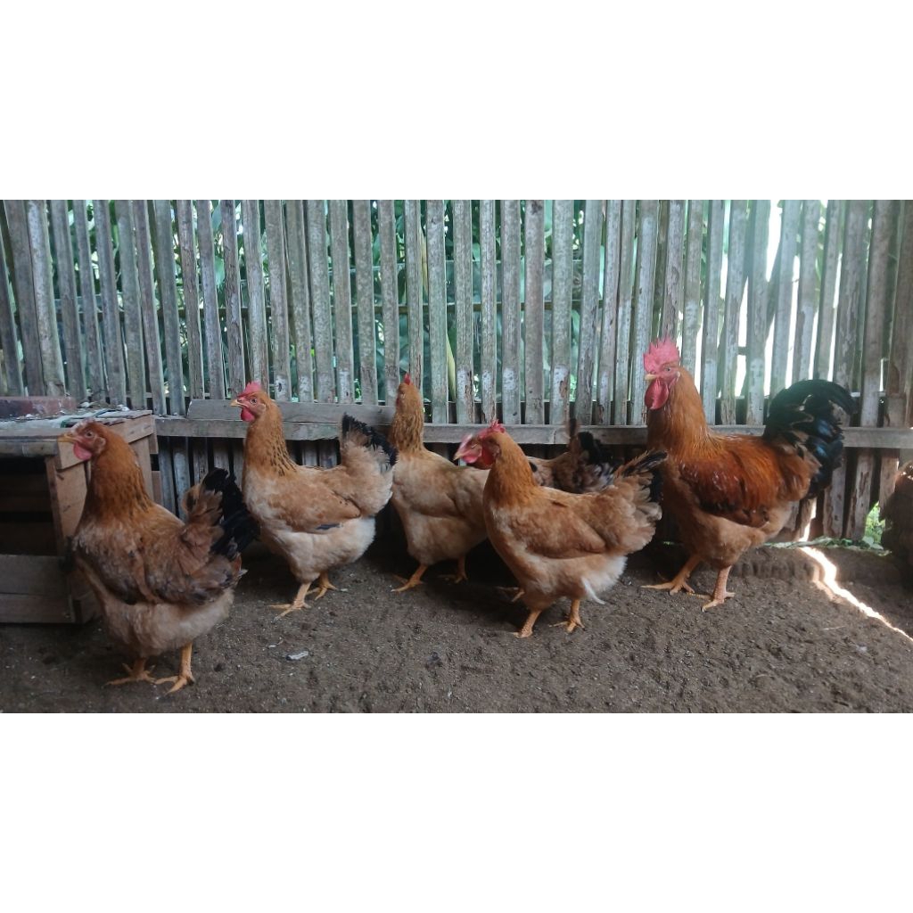 Jual TELOR TETAS AYAM MERAWANG | Shopee Indonesia