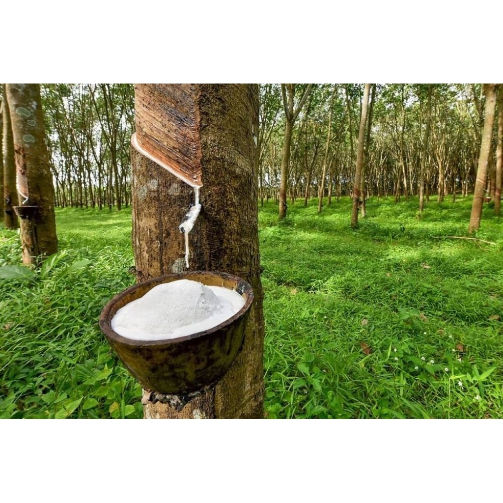 Jual balam / karet mentah / getah karet / getah beku / balam beku ...