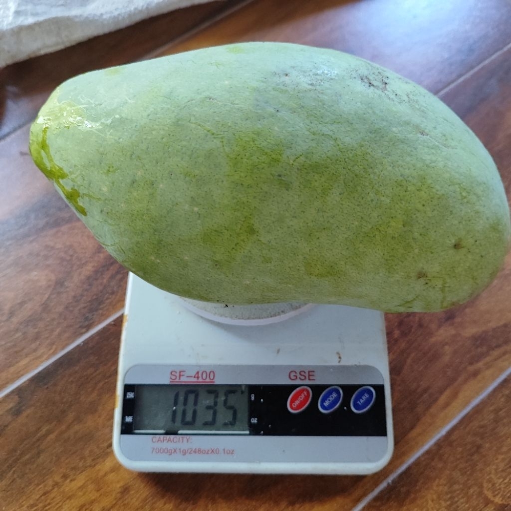 Jual mangga budi raja jumbo atau mangga gajah harga per biji berat rata ...
