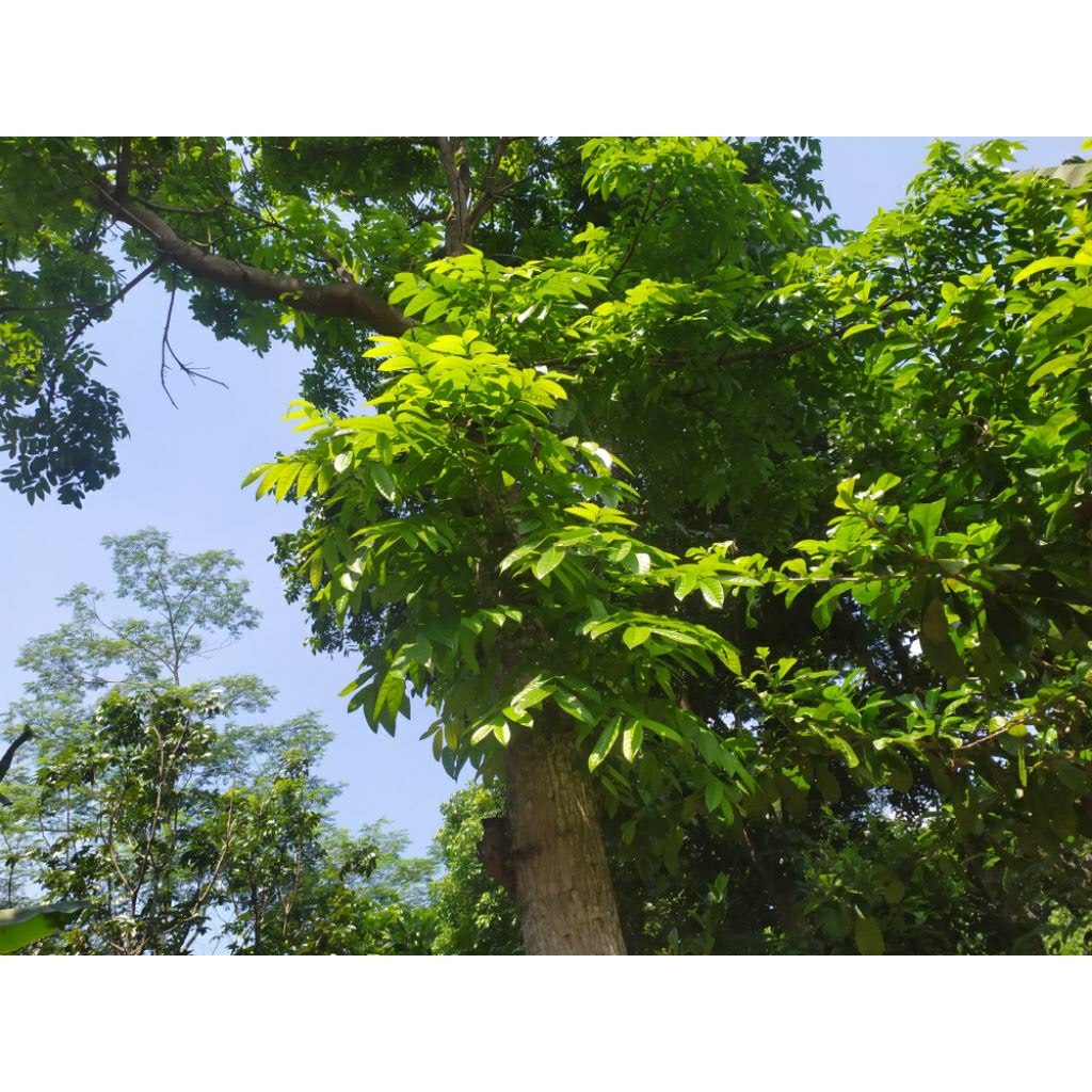 Jual daun mahoni/mahuni(100 lembar) | Shopee Indonesia