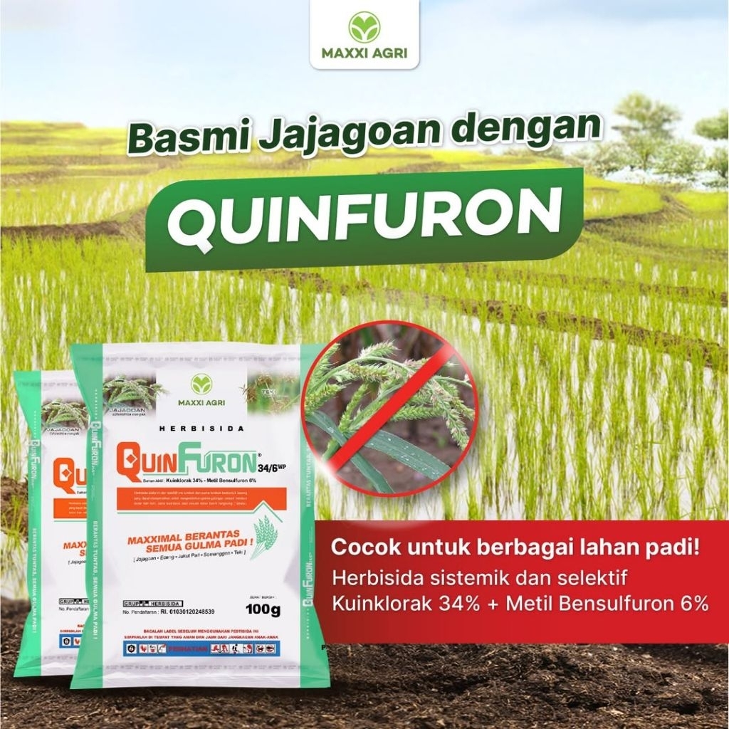 Jual QUINFURON 34/6WP 50GRAM || herbisida sistemik selektif pra purna ...