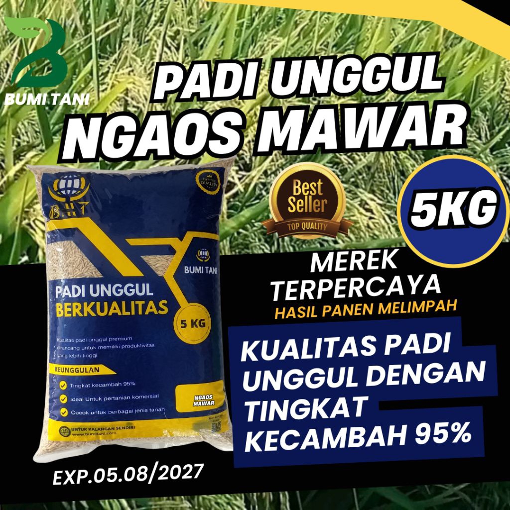 Jual PADI NGAOS MAWAR 5KG | Shopee Indonesia