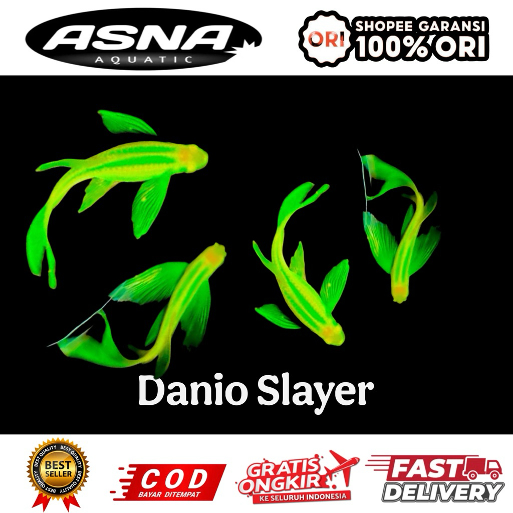 Jual kebutuhan aquarium danio slayer 100 ekor | Shopee Indonesia