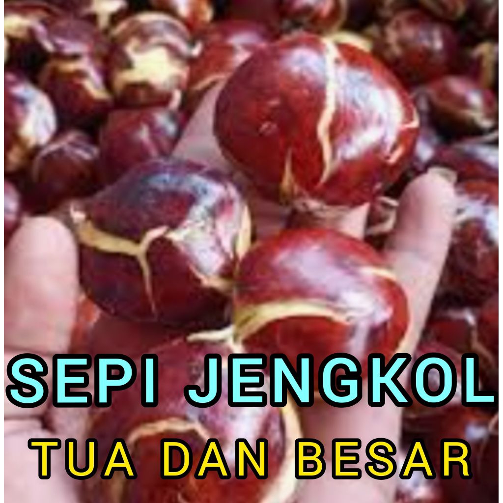 Jual SEPI JENGKOL TUA DAN BESAR RP 68.000 / KG | Shopee Indonesia
