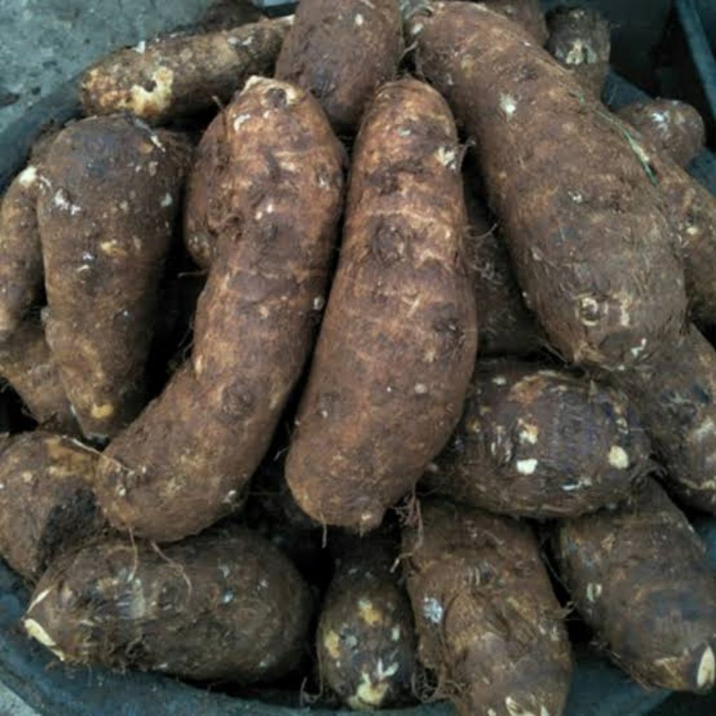 Jual Umbi/ubi talas 1kg | Shopee Indonesia