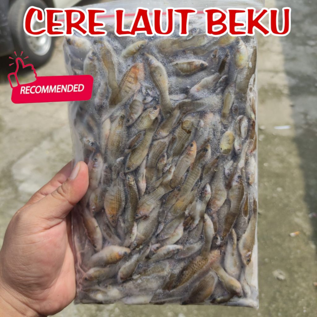 Jual CERE LAUT BEKU 500GR / CERE LAUT BEKU PAKAN IKAN PREDATOR / CERE ...