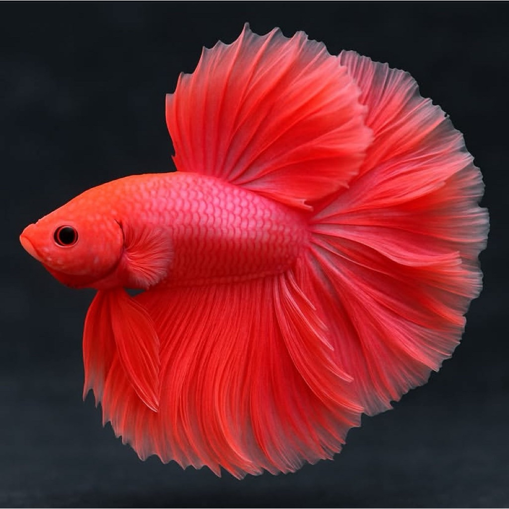 Jual cupang halfmoon super red merah pekat, ekor lebar, warna bagus ...