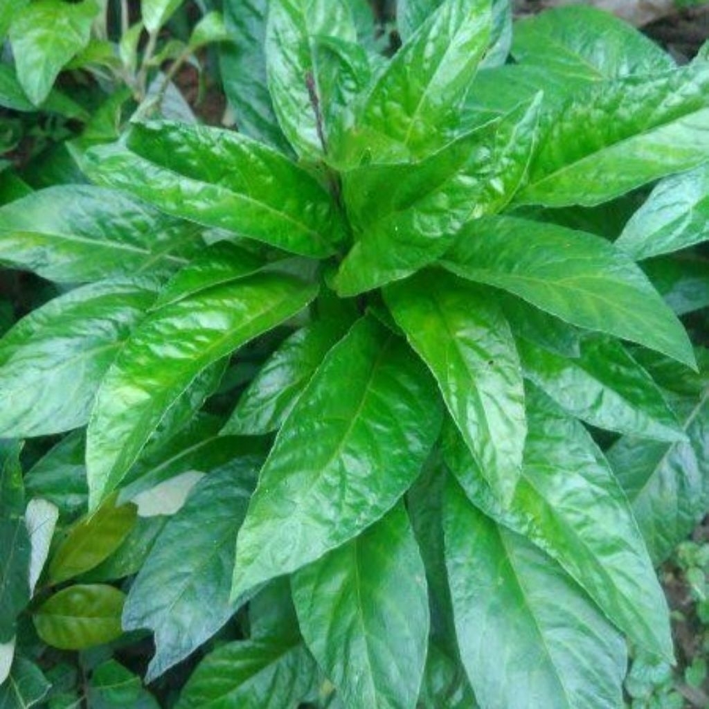 Jual Daun Rendeu Lalapan Segar Per 1Kg | Shopee Indonesia