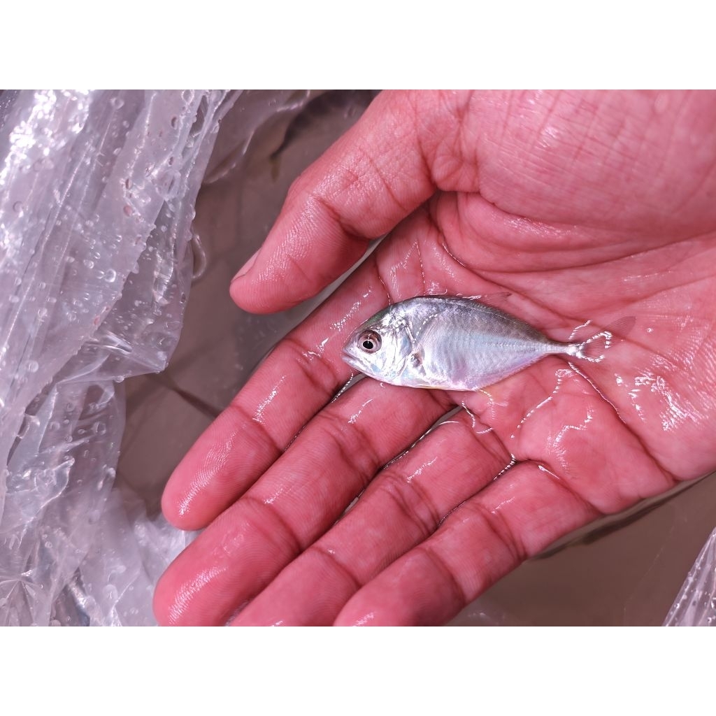 Jual giant travelly giant trevally ikan predator gt kwe bagad ikan hias ...