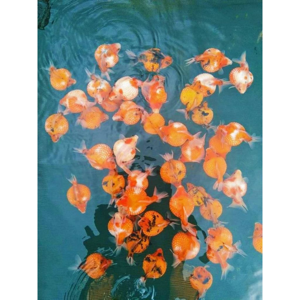 Jual IKAN HIAS AIR TAWAR AQUARIUM AQUASCAPE MAS KOKI MUTIK MUTIARA ...