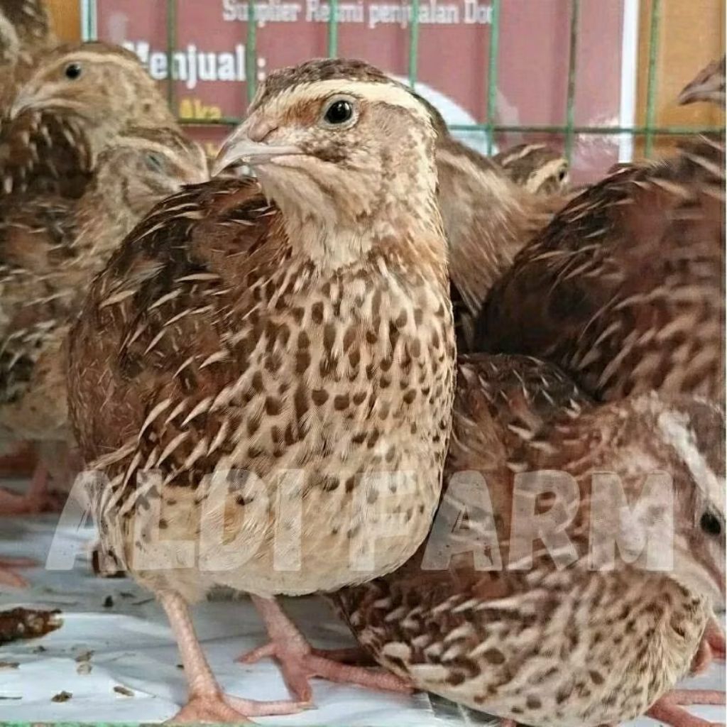 Jual BURUNG PUYUH JANTAN & BETINA PETELUR HIDUP | Shopee Indonesia