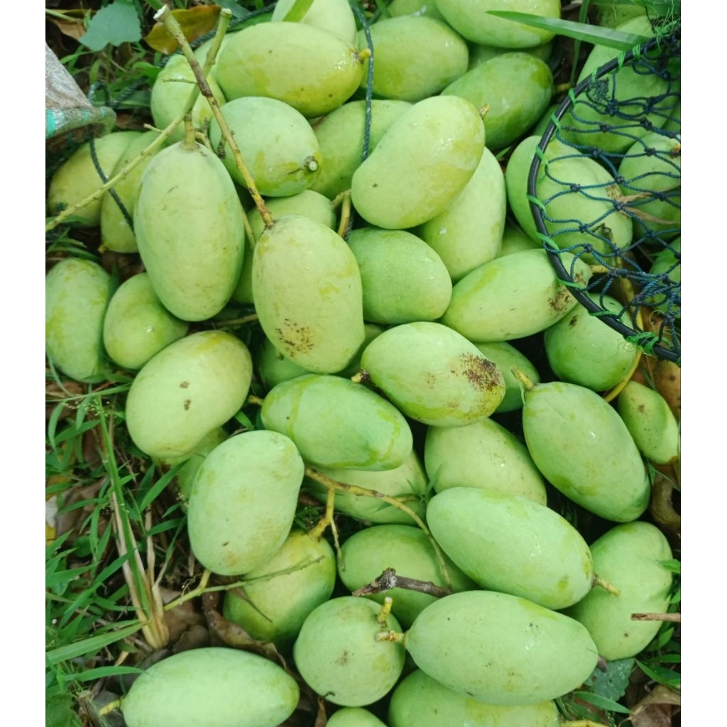 Jual Mangga muda | Shopee Indonesia