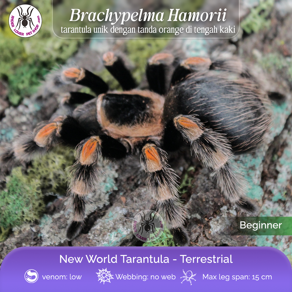 Jual TARANTULA BRACHYPELMA HAMORII - SLING | Shopee Indonesia