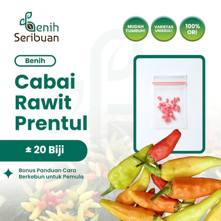 Jual Benih Seribuan - 20 Benih Cabe Rawit Prentul Klaster Unggul ...