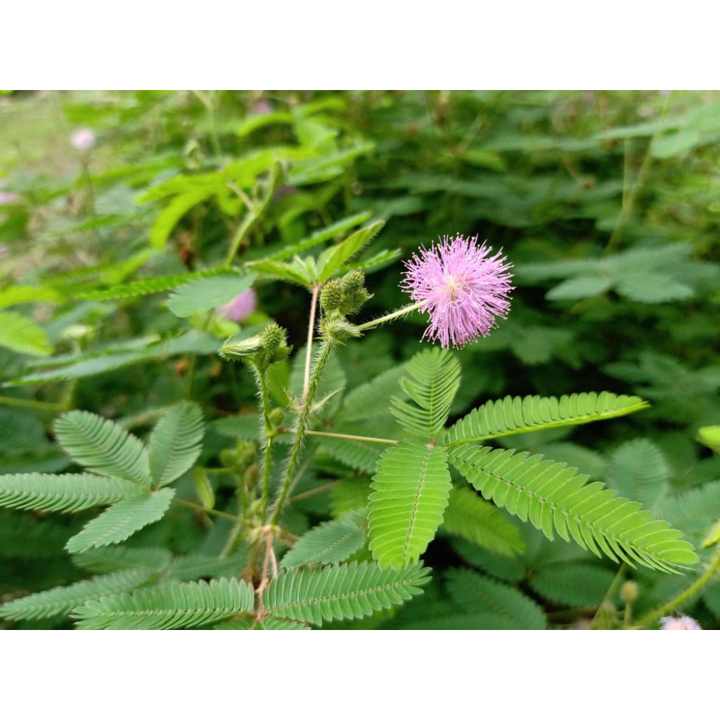 Jual Daun Putri Malu Segar Kumplit Akar Batang Daun 1kg | Shopee Indonesia