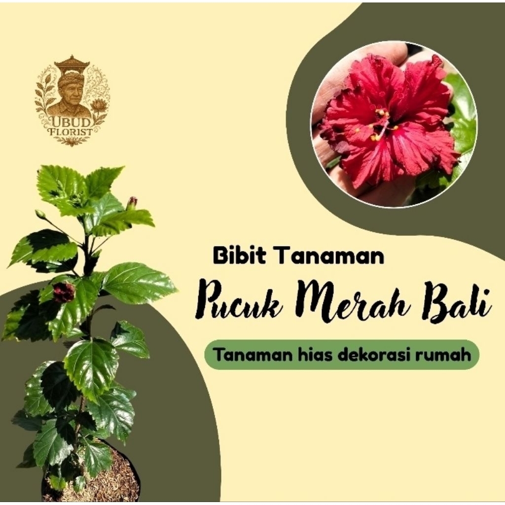 Jual Tanaman Pucuk Merah Bali | Syzygium oleina | Arjuna Merah | Bunga ...