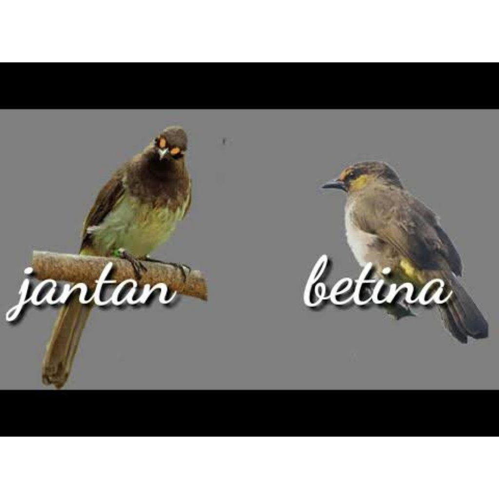 Jual BURUNG CAK WILIS SEPASANG | Shopee Indonesia