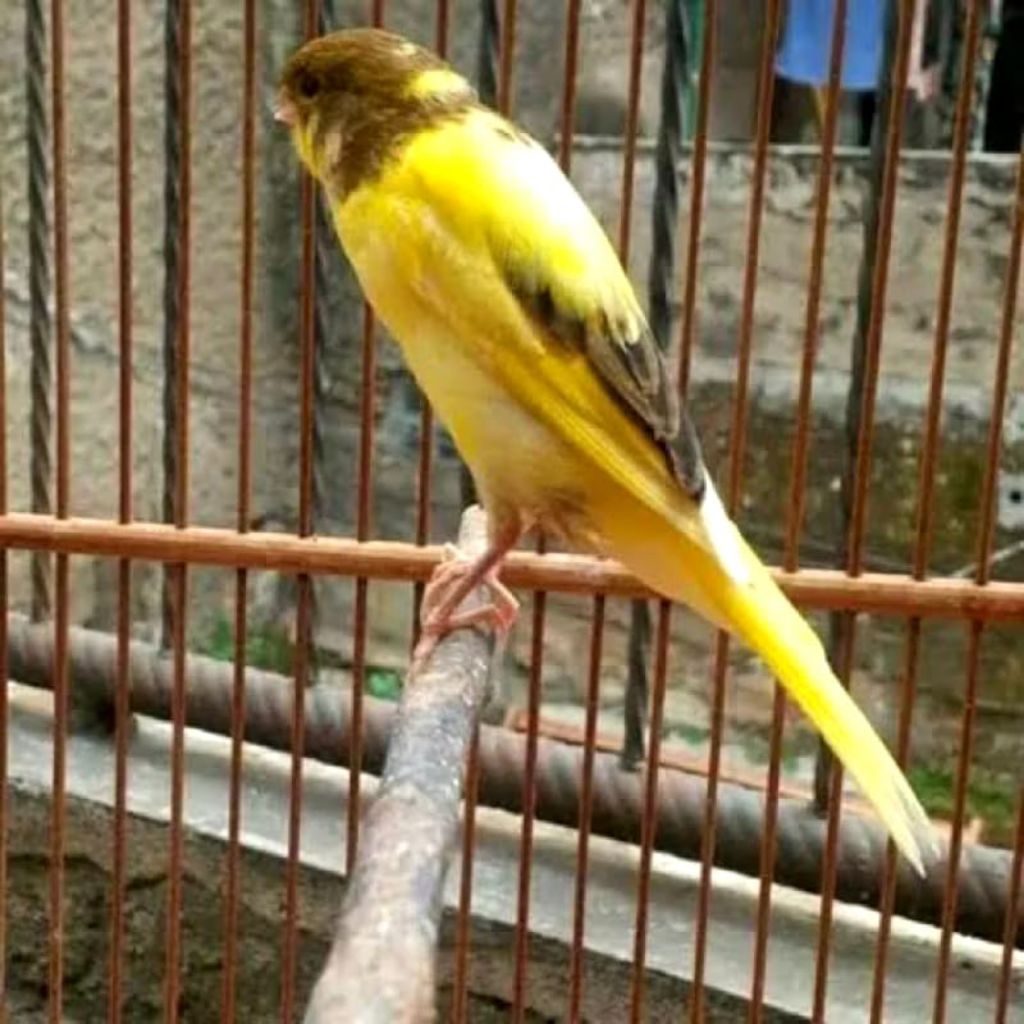 Jual Burung Kenari F1 Bahan full mulus terbaik | Shopee Indonesia
